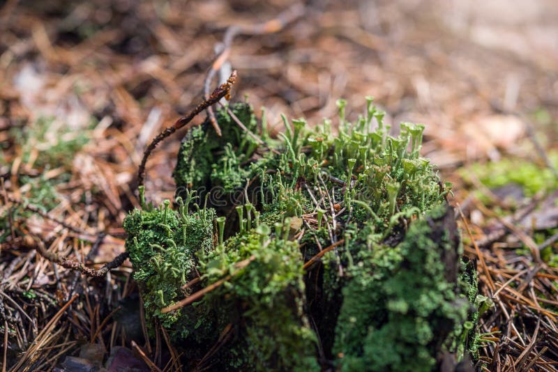 Moss and Needles on Hemp. Closeup of a Forest. Stock Photo - Image of ...