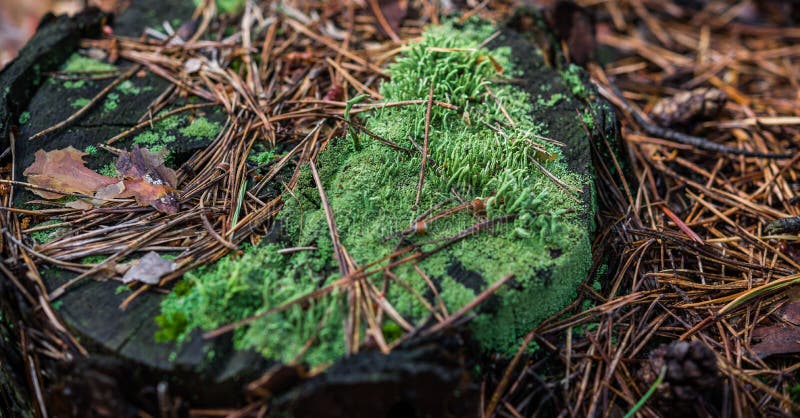 Moss and Needles on Hemp. Closeup of a Forest. Stock Photo - Image of ...