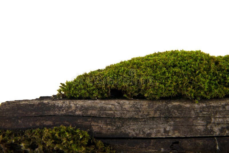 Moss on Old Board Isolated on White Background Stock Image - Image of ...