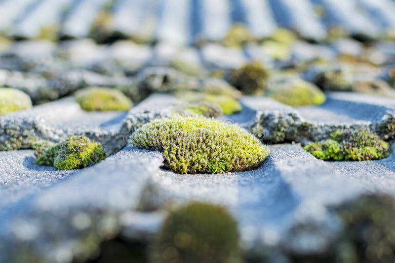 Moss on an old tile roof stock image. Image of appearance - 172285379