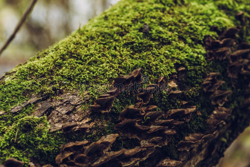 Moss on the Old Tree in Emerald Green Forest Stock Image - Image of ...