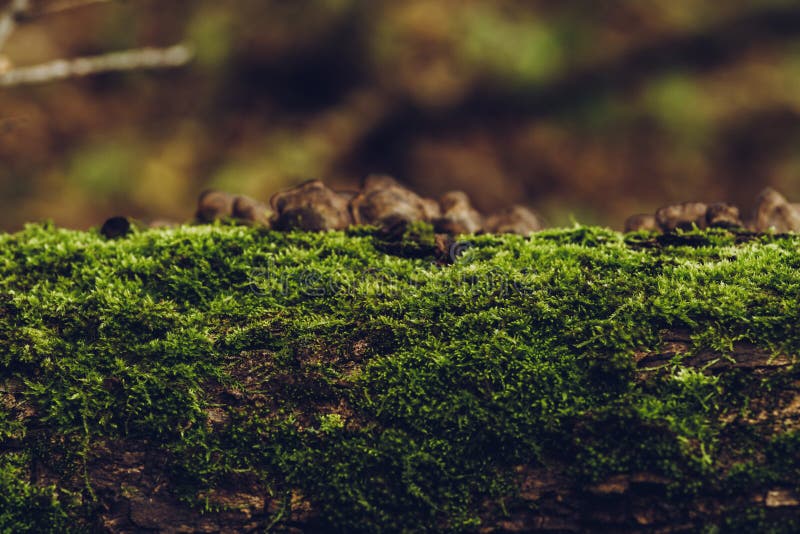 Moss on the Old Tree in Emerald Green Forest Stock Image - Image of ...