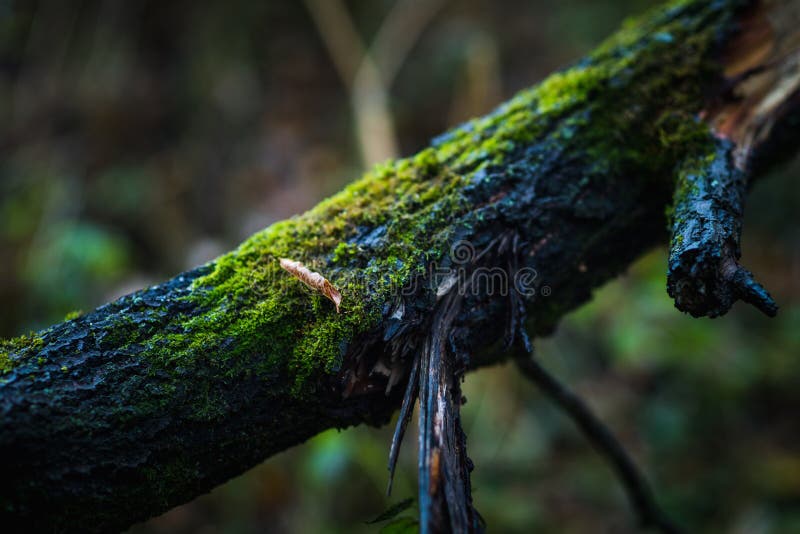Moss on the Old Tree in Emerald Green Forest Stock Image - Image of ...