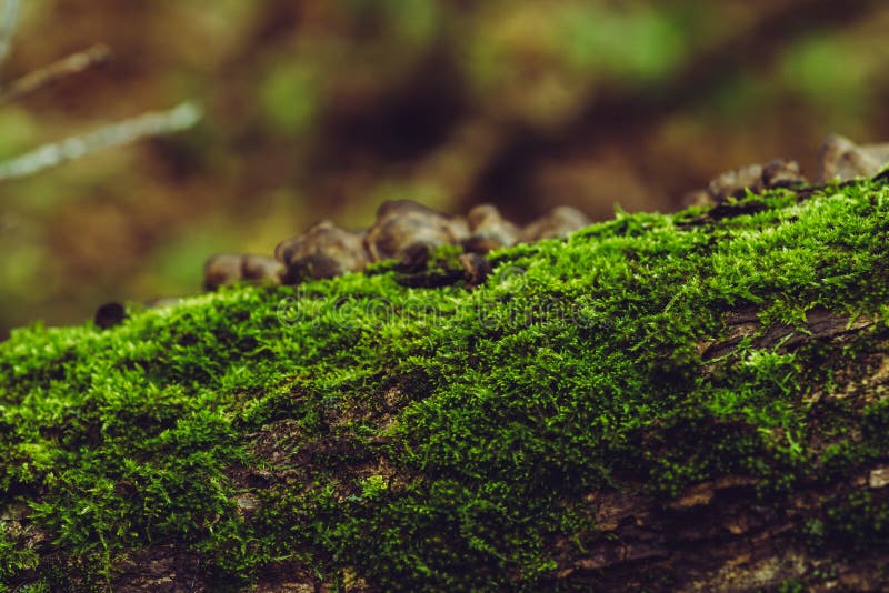 Moss on the Old Tree in Emerald Green Forest Stock Photo - Image of ...