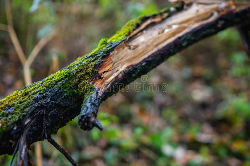 Moss on the Old Tree in Emerald Green Forest Stock Photo - Image of ...