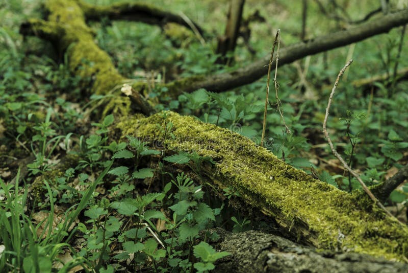 Moss on the Old Tree in the Forest Stock Image - Image of green ...