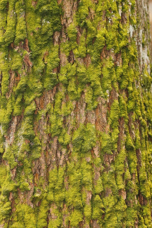 Moss on an old tree stock photo. Image of plant, branch - 265049812