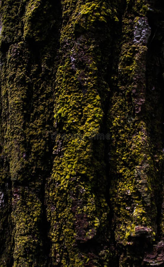A moss on old tree skin stock image. Image of branch - 137205117
