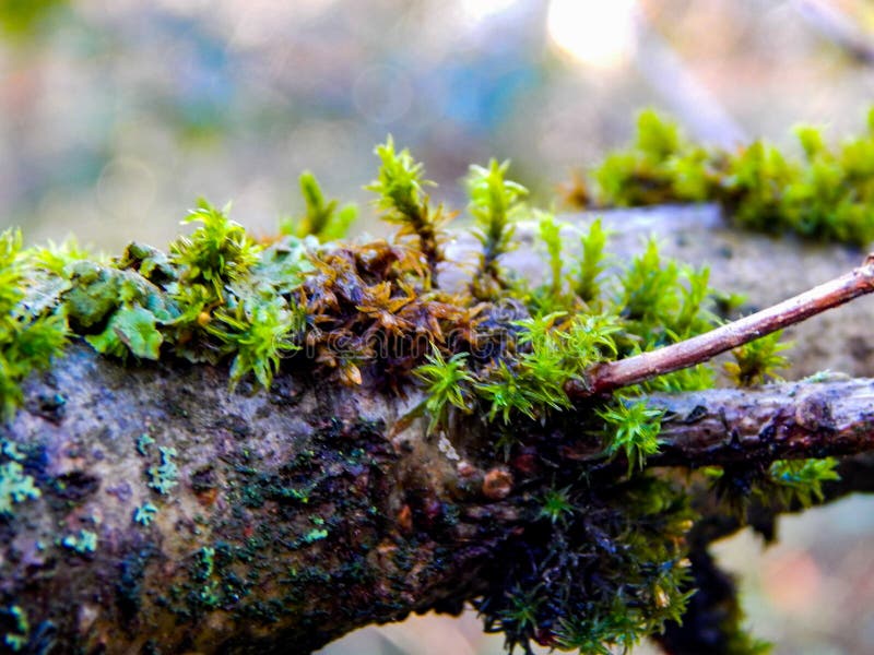 Moss on old wood stock photo. Image of macro, green - 168974122