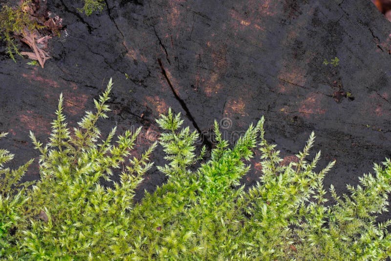 Moss on Wood Background Texture Stock Image - Image of abstract ...