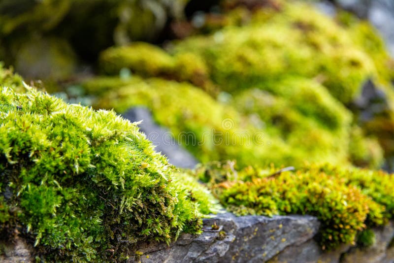 Moss Over the Stone in Vielha. Stock Image - Image of surface, detail ...