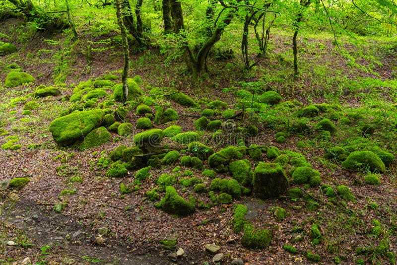 Moss Overgrown Boulders in a Green Wet Tropical Forest Stock Photo ...
