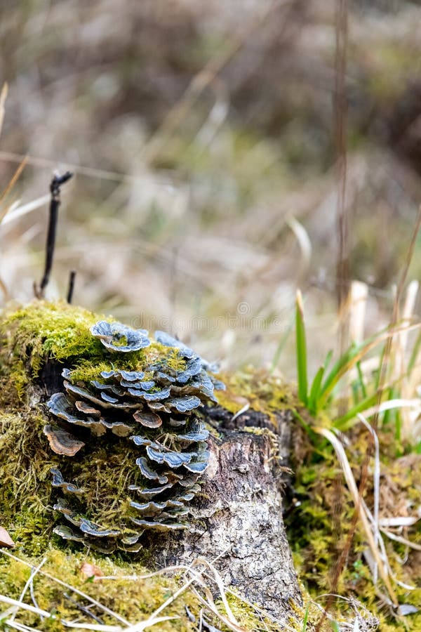 Moss Overgrown Forrest in Spring Stock Photo - Image of fungus, growth ...