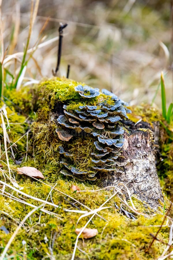 Moss Overgrown Forrest in Spring Stock Photo - Image of fungus, growth ...