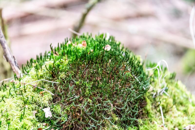 Moss Overgrown Forrest in Spring Stock Photo - Image of fungus, growth ...