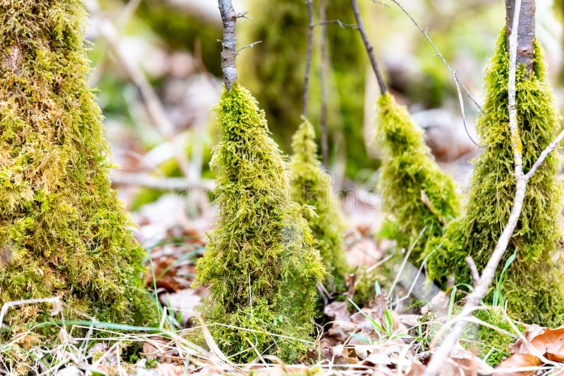 Moss Overgrown Forrest in Spring Stock Photo - Image of fungus, growth ...