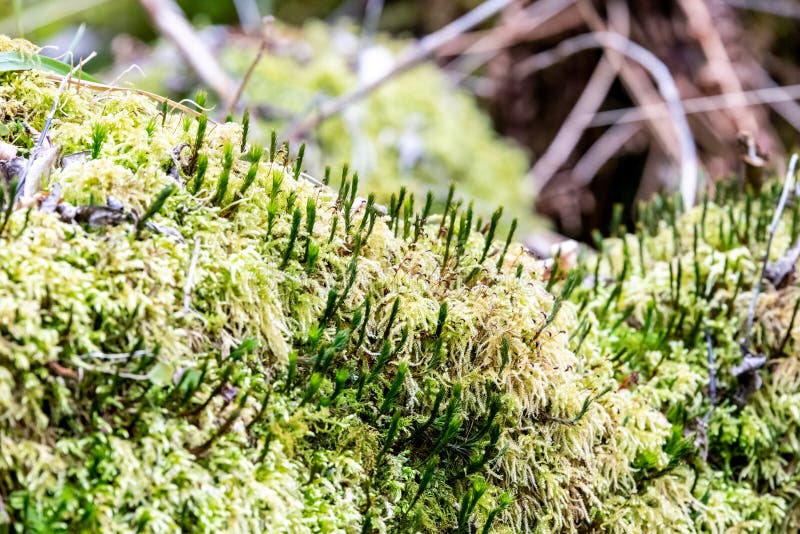Moss Overgrown Forrest in Spring Stock Image - Image of lichen, field ...