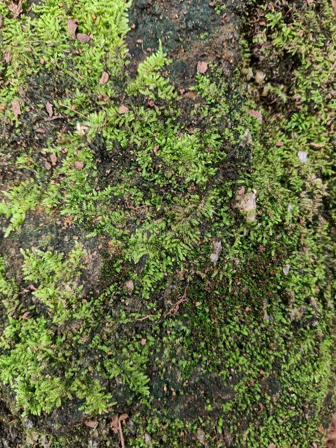 Moss Overgrown on a Wet Aged Stone Surface in a Tropical Forest Stock ...