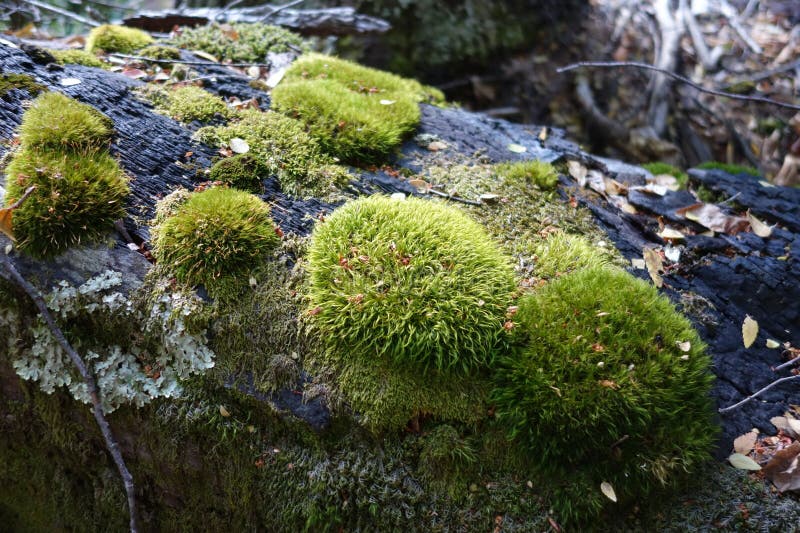 Moss patch stock image. Image of moss, rock, vegetation - 270564667