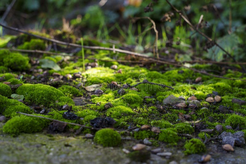 Moss Patch with Sticks Up Close Stock Image - Image of flower, soil ...