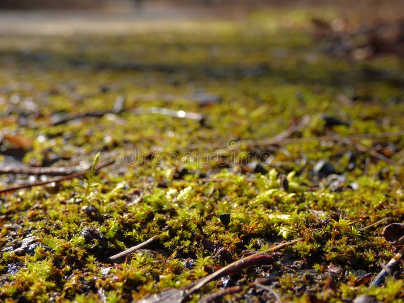 Moss on Path with Blurred Background Stock Photo - Image of footway ...
