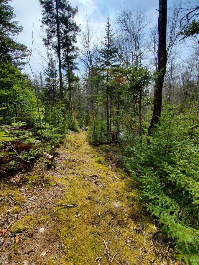 Moss path in the Woods stock image. Image of path, tree - 178737957