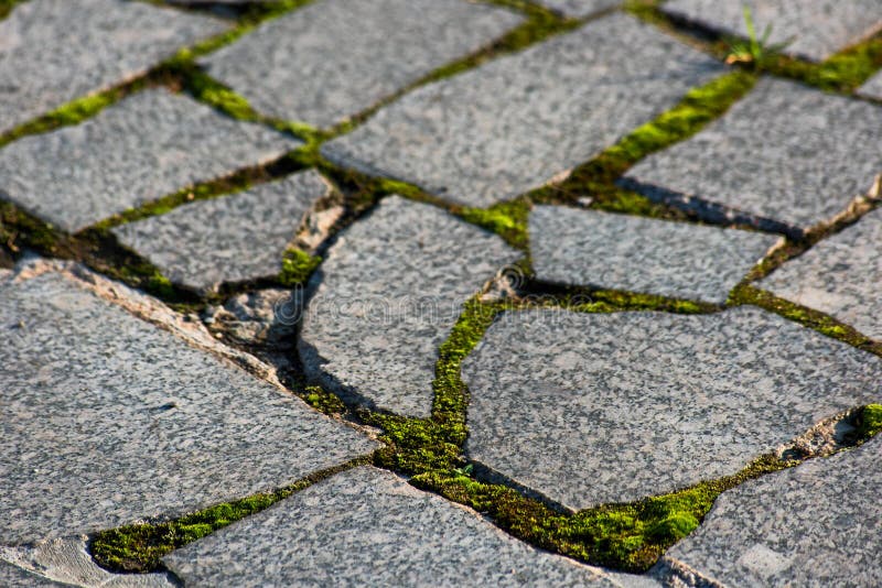 Moss in a paving stone stock image. Image of moss, organic - 133917831