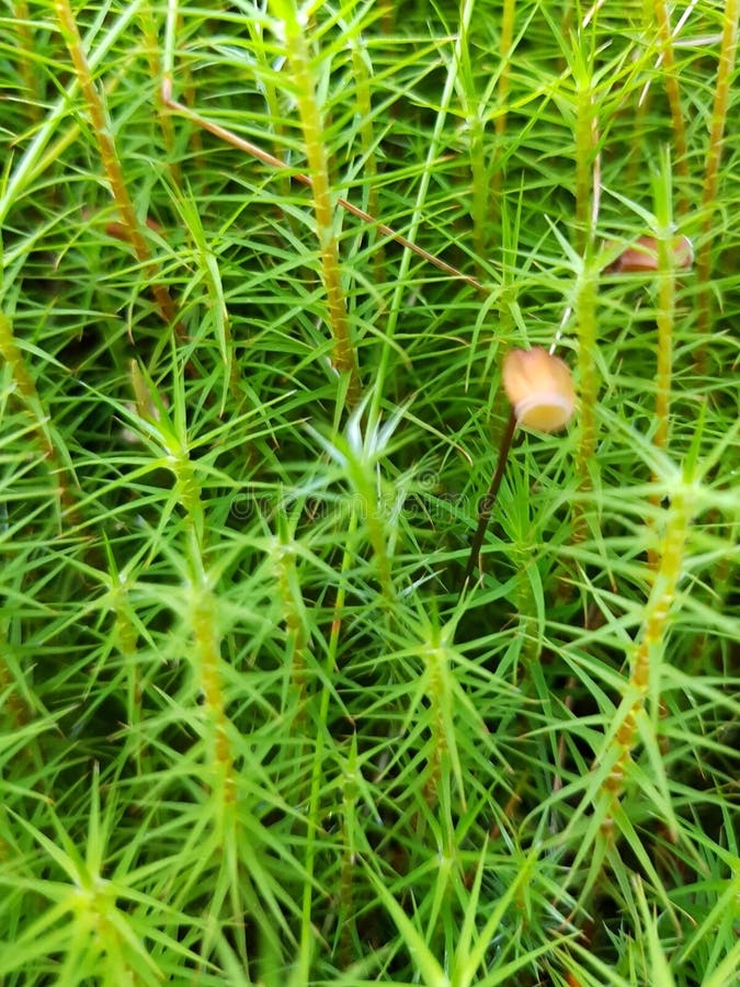 Moss with periscope stock image. Image of green, periscope - 99161163