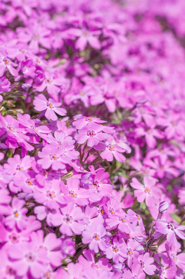 Moss phlox stock photo. Image of subulata, color, botanical - 30503354