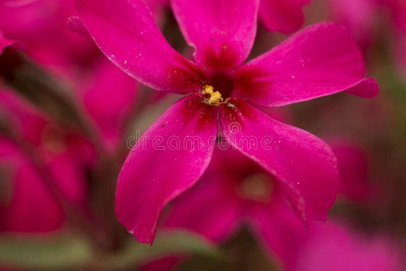 Moss phlox stock photo. Image of season, intensive, spring - 53735806