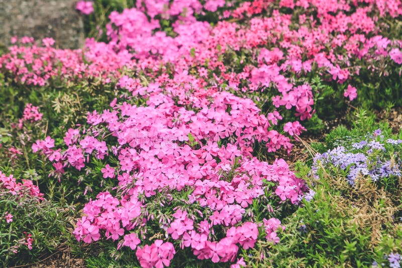 A Moss Phlox Phlox Subulata Creeping Phlox Stock Photo - Image of ...