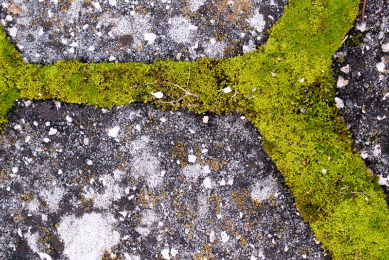 Moss stock image. Image of street, road, pattern, detail - 86329003