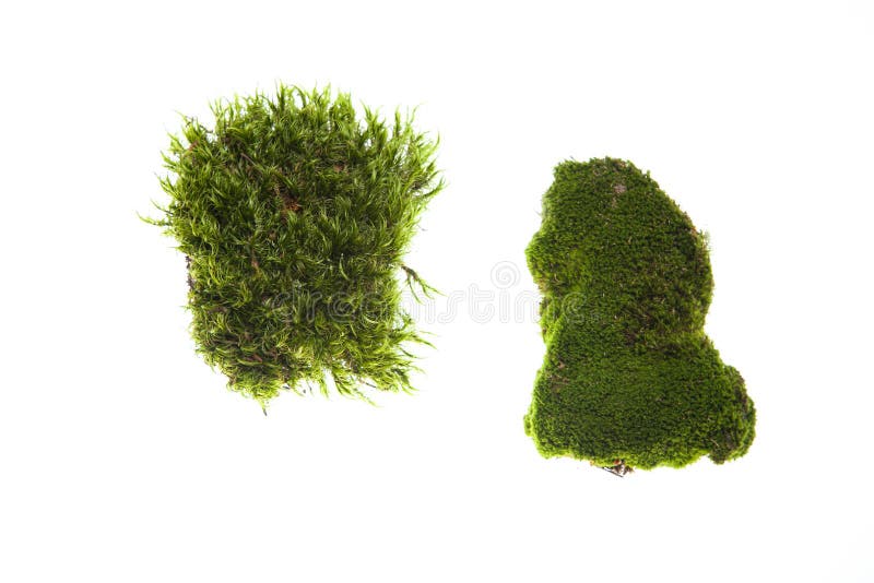 Moss Pieces on White Isolated Background Stock Photo - Image of ...