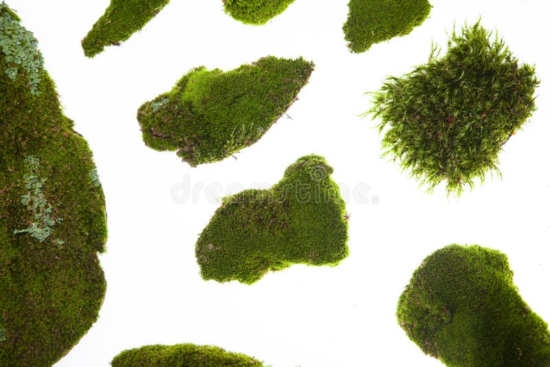 Moss Pieces on White Isolated Background Stock Image - Image of green ...