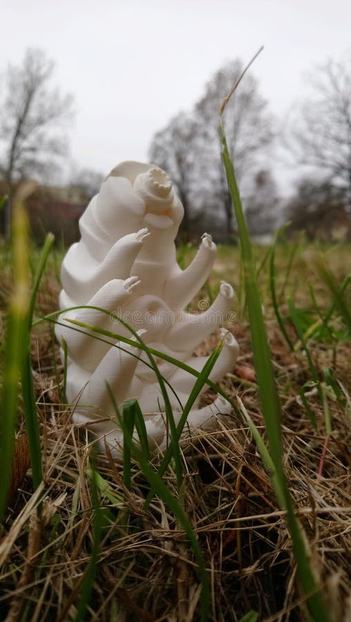 Plastic Figure of Water Bear Tardigrada Milnesium Tardigradum Stock ...