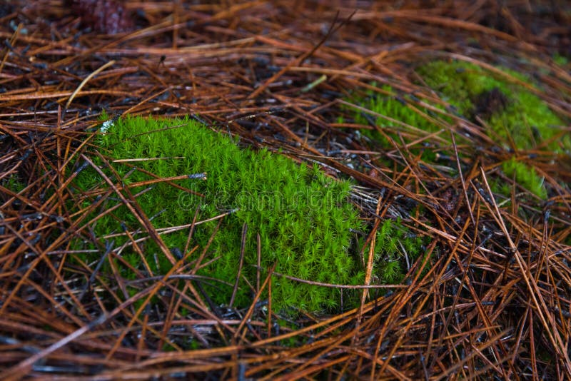 Moss in Pine stock image. Image of macro, plants, plant - 36336447