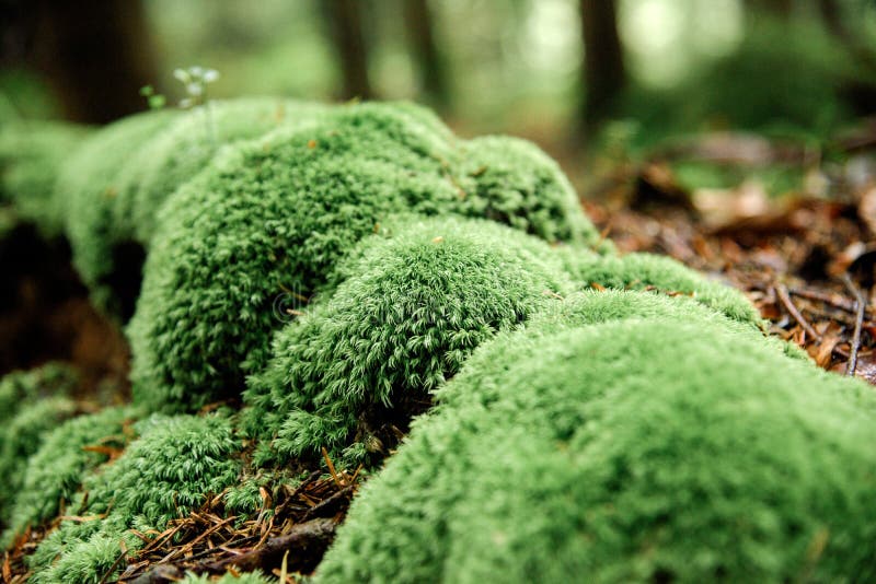 Moss in pine forest stock image. Image of summer, melancholy - 156869927