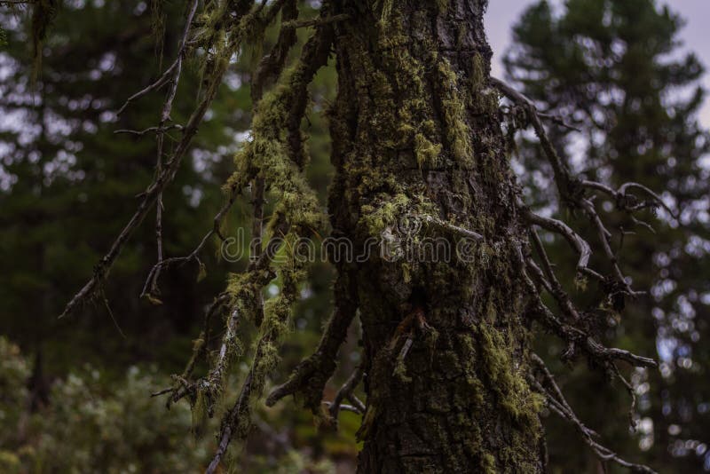 Moss on Pine Tree in a Forest on a Mountain Stock Photo - Image of full ...