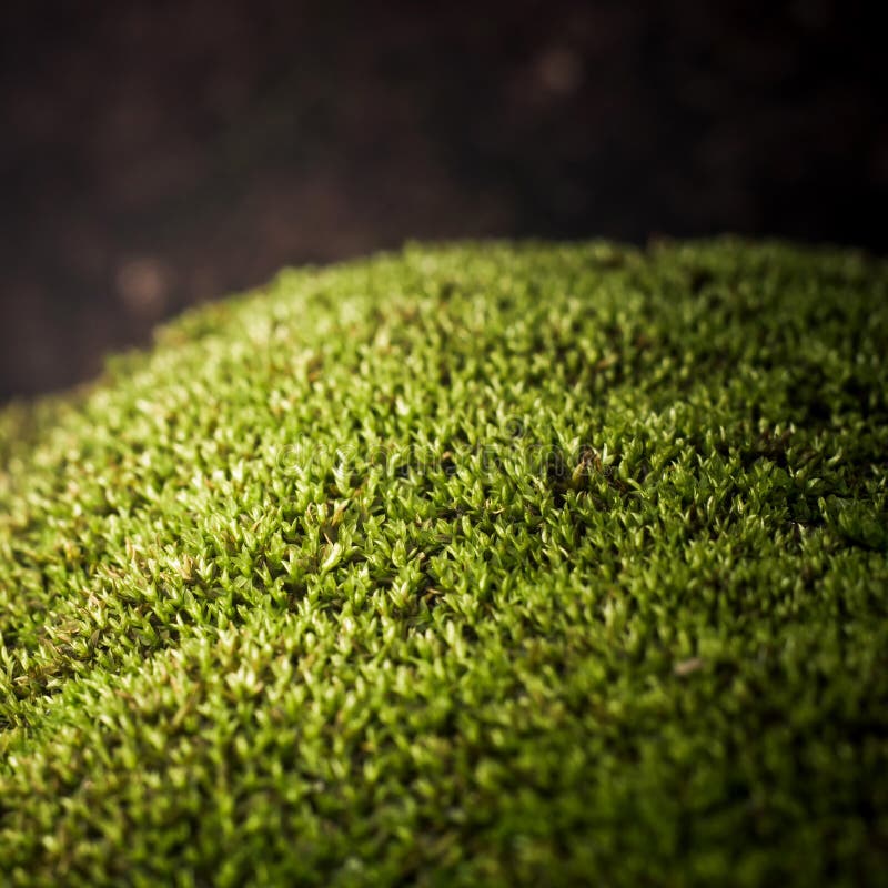 Moss (Plant) Closed Up stock photo. Image of soft, plant - 25154488