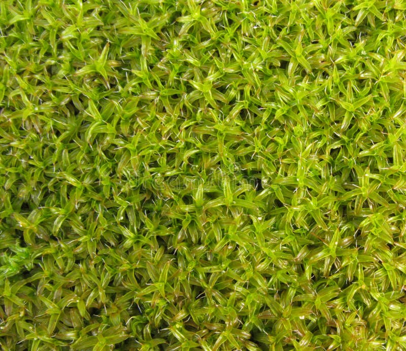 Moss Plant Colony Detailed Photo Stock Photo - Image of green, surface ...