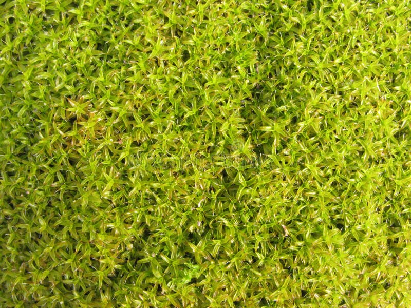 Moss plant colony texture stock photo. Image of seamless - 303456528