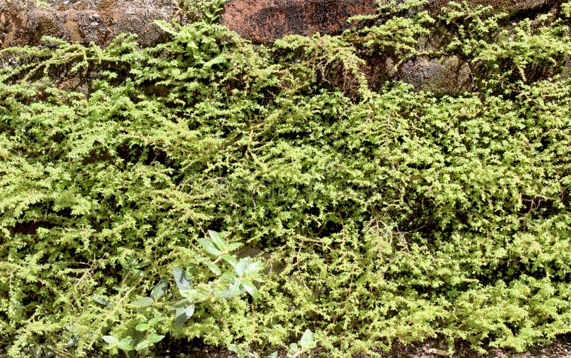 Moss plant stock photo. Image of vegetable, food, woodland - 249578546