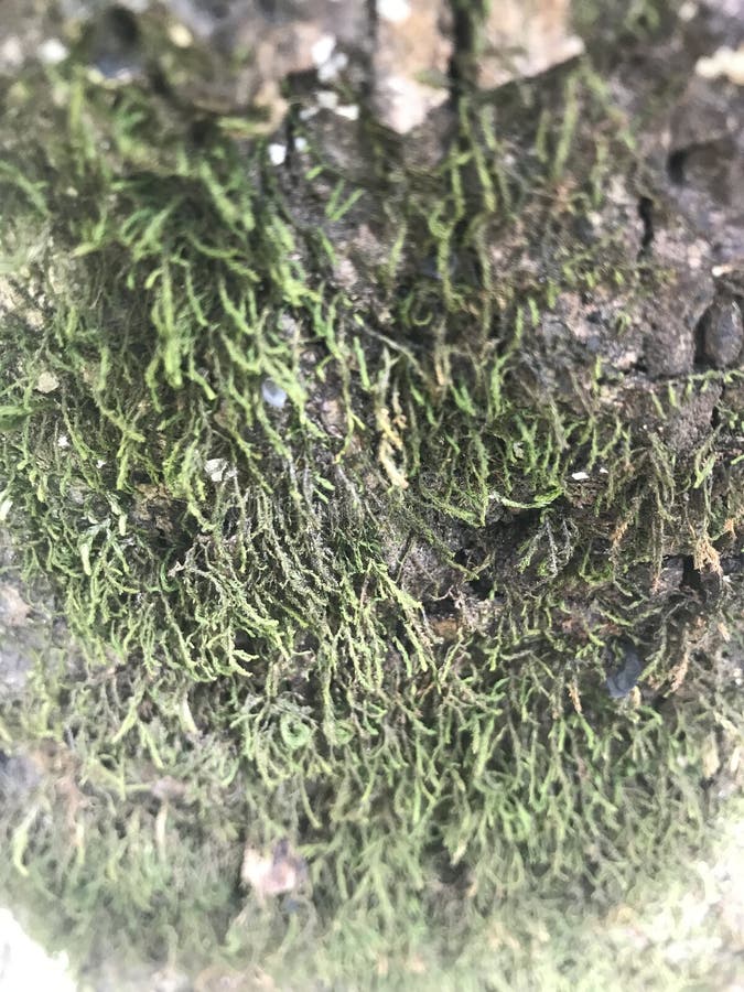 Moss stock photo. Image of moss, skin, webimage, plant - 95257610