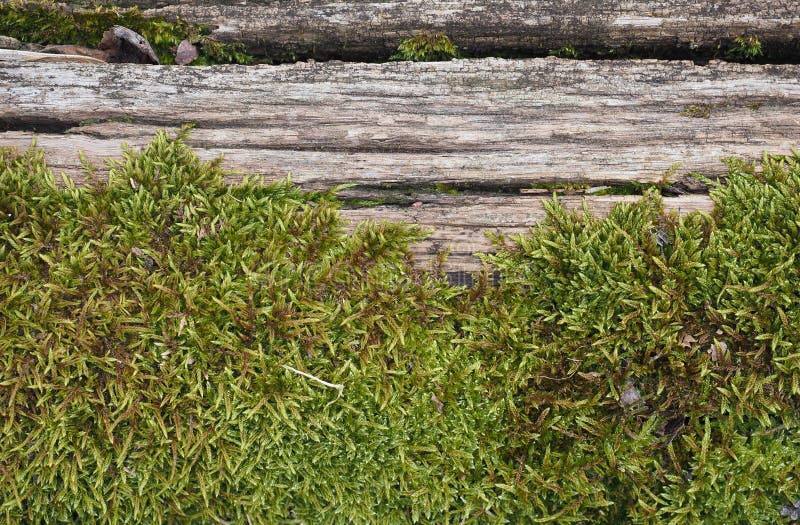 Moss Plantae Bryophyta Plant Growing on Tree Stock Image - Image of ...