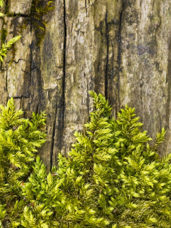 Moss stock image. Image of birch, grass, grows, forest - 57307563