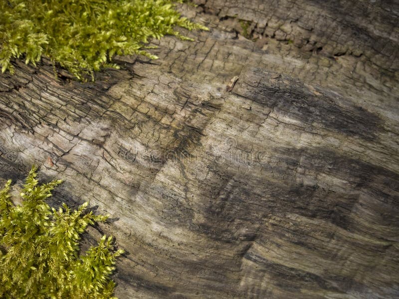 Moss detail stock photo. Image of closeup, horizontal - 112765470