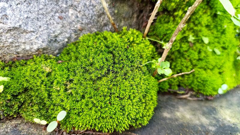 Moss Plants that Grow on the Rocks Stock Photo - Image of shrub, leaf ...