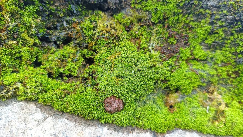 Moss Plants that Grow on the Rocks Stock Photo - Image of green, moss ...