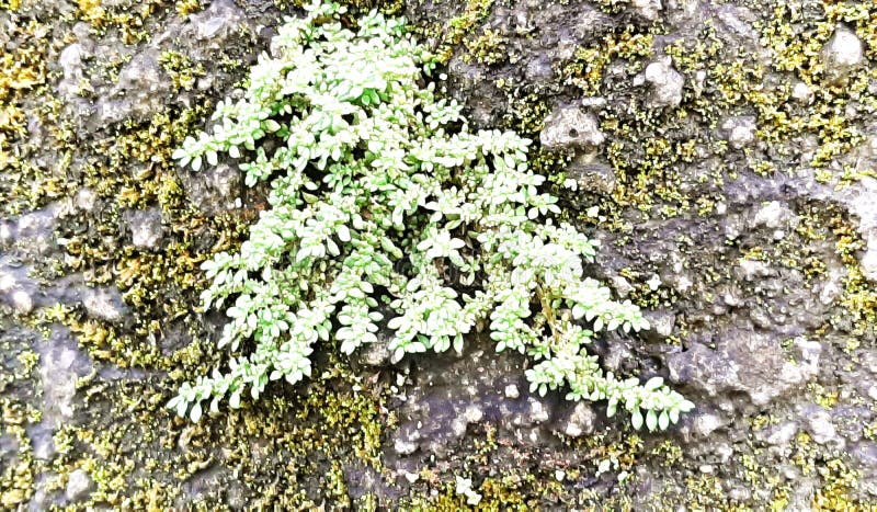 Moss Plants that Grow on the Surface of the Road Wall. Stock Image ...