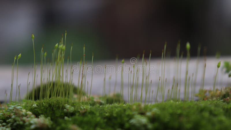 Moss Plants that Grow Wild in Nature. Stock Photo - Image of background ...